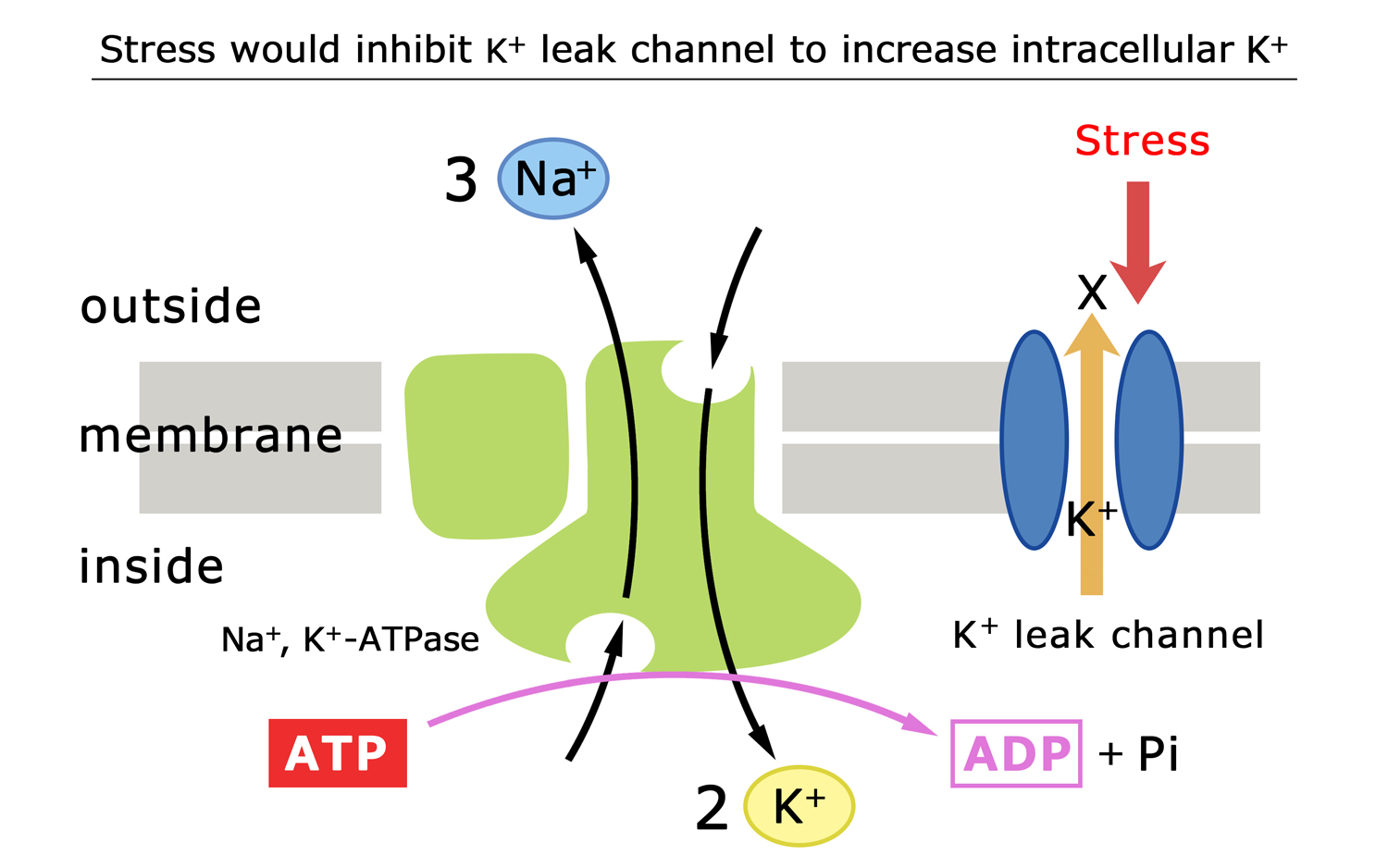 Stressors would inhibit K+ leak channels - Inhibition of potassium leak ...